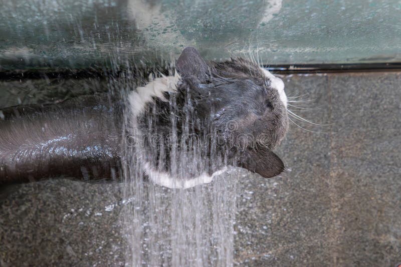 House cat taking a bath stock photo. Image of grey, water - 330828020