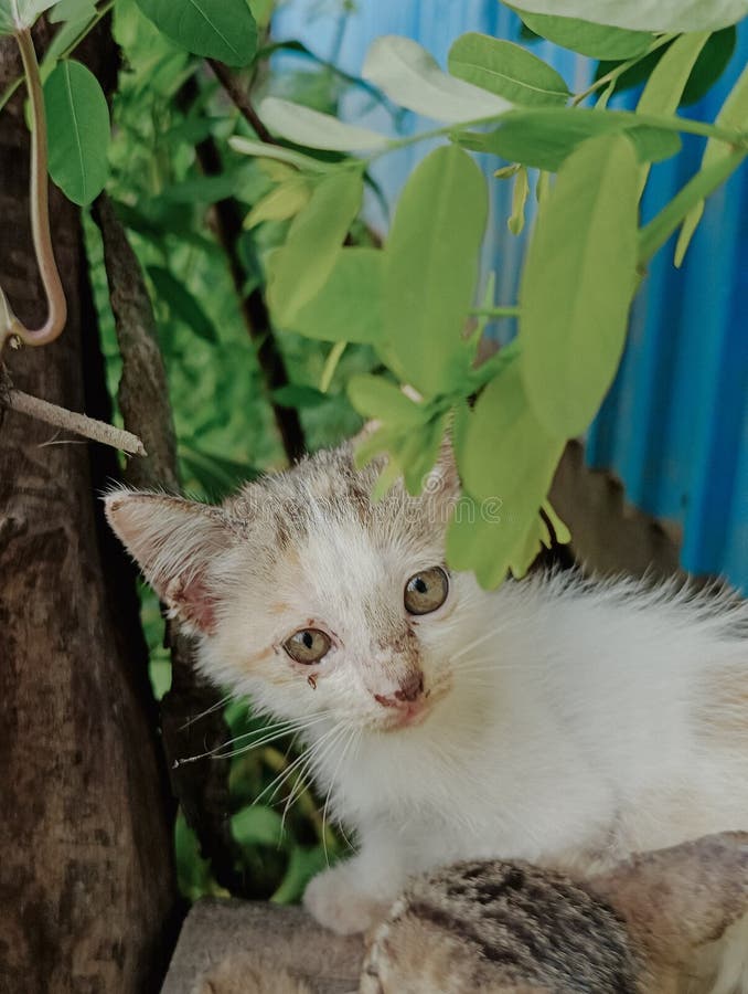 House Cat that are Unhealthy and Poorly Looked after Stock Photo ...