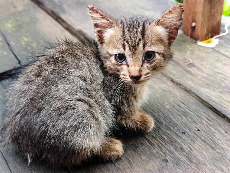House Cat that are Unhealthy and Poorly Looked after Stock Image ...