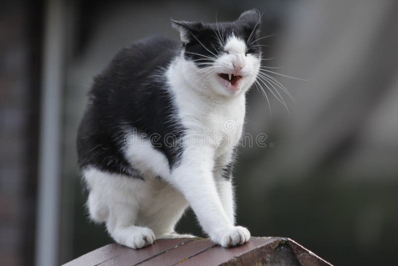 Blakc Cat Sitting Maty Stock Photos - Free & Royalty-Free Stock Photos ...