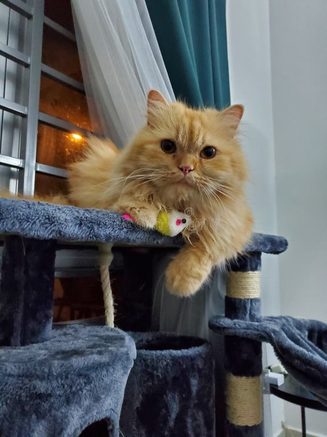 House of cats stock image. Image of cats, longhair, play - 355206447