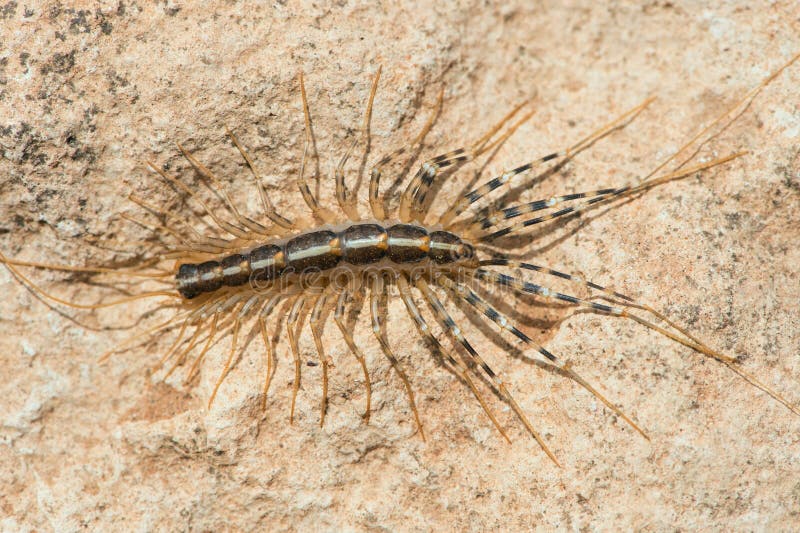 House Centipede Scutigera Coleoptrata Stock Photo - Image of scutigera ...