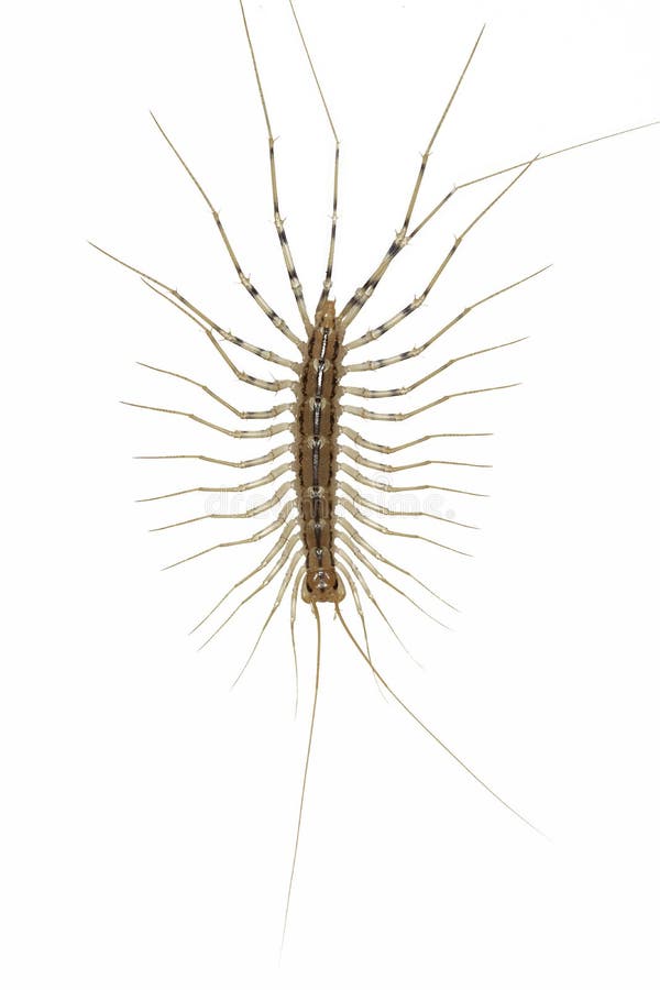 House centipede stock image. Image of arthropod, antennas - 60823209