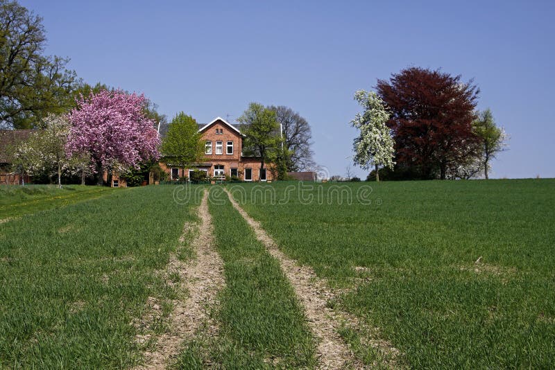 House with Cherry Blossom in April, Germany Stock Image - Image of ...