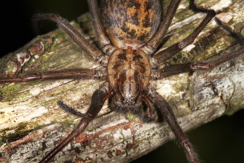 House or Cobweb Spider. stock image. Image of hunt, cobweb - 14608327