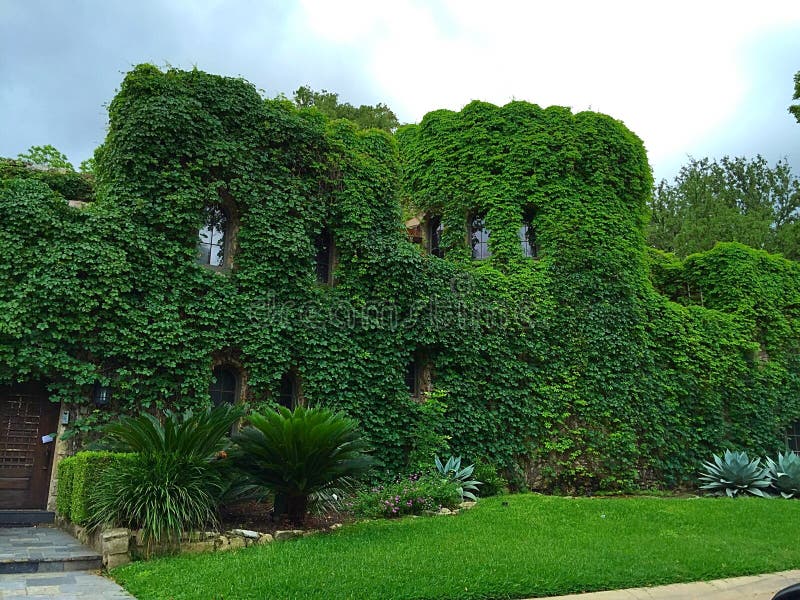 Wooden Tree House Overgrown with Ivy Stock Photo - Image of cottage ...