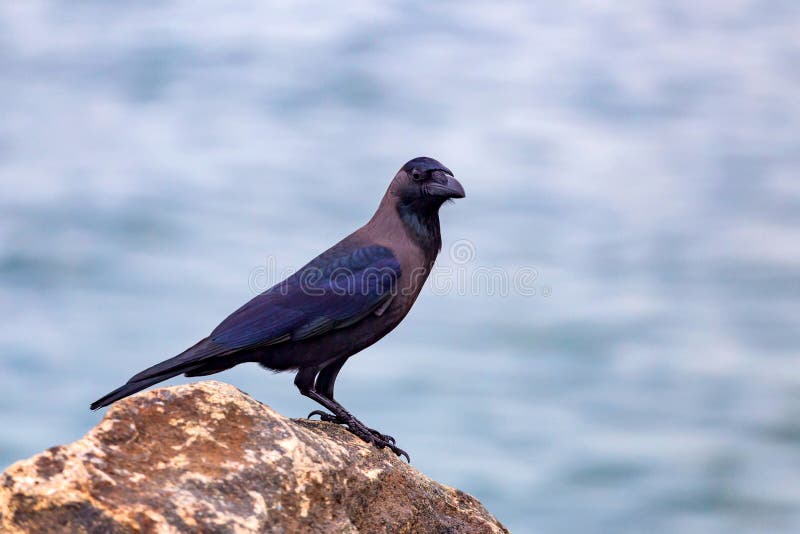 House Crow or Corvus Splendens Perches on Rock Stock Image - Image of ...