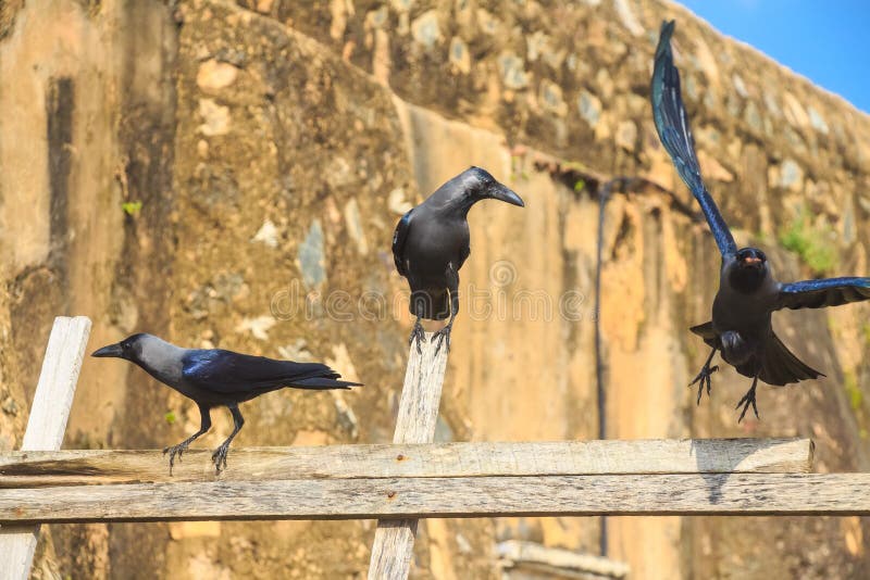 House Crow stock photo. Image of tail, lighter, upper - 98256264