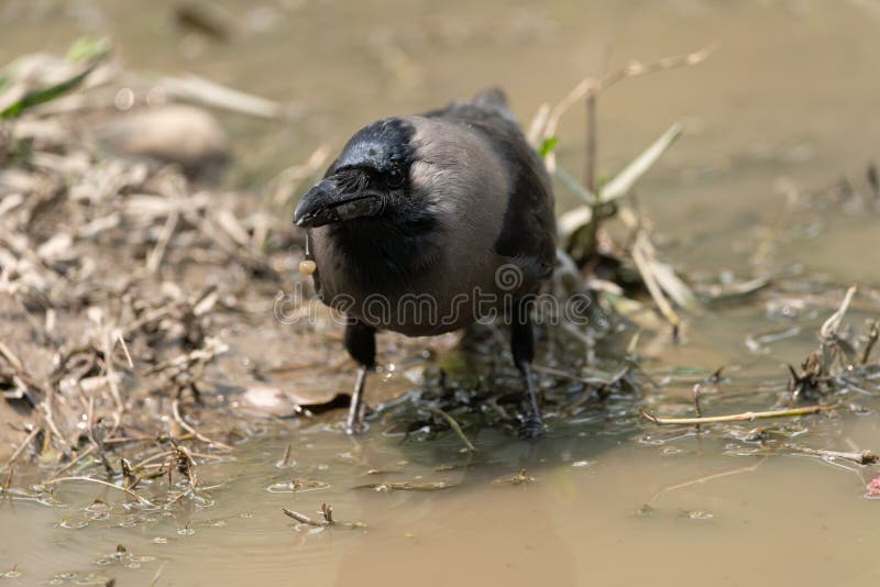 House Crow Drinking Water stock photo. Image of scene - 215594206