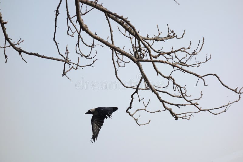 A House Crow Flying from a Tree Branch Stock Photo - Image of pakistan ...