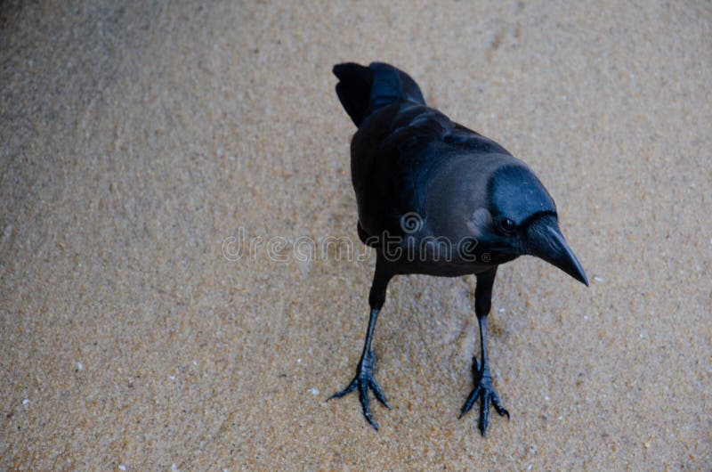 House crow stock image. Image of crow, bird, portrait - 329825895