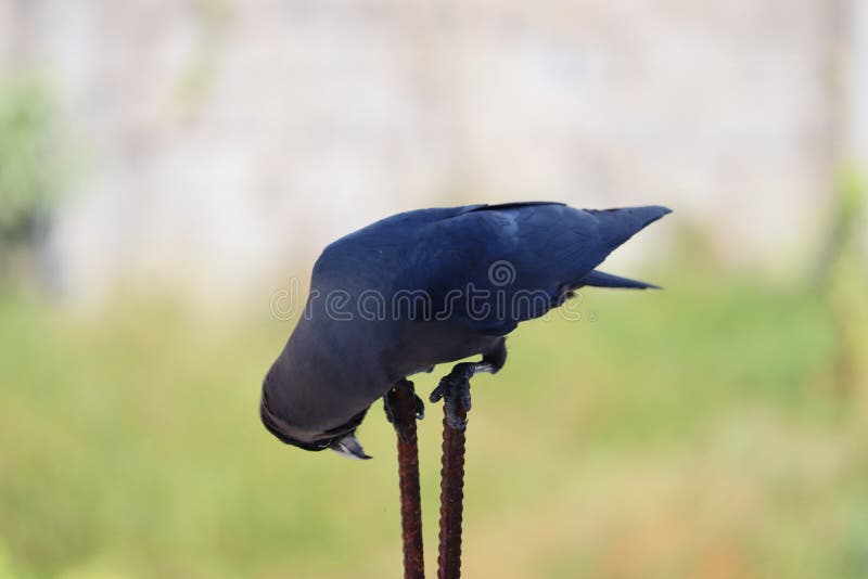 A House Crow Perching on Iron Bars and Looking at the Down, Bird ...