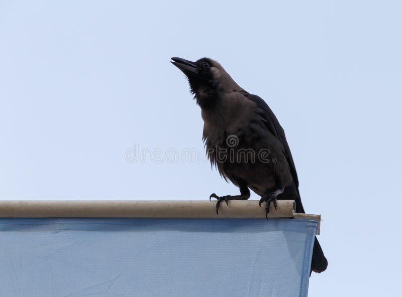 House Crow stock photo. Image of tail, lighter, upper - 98256264