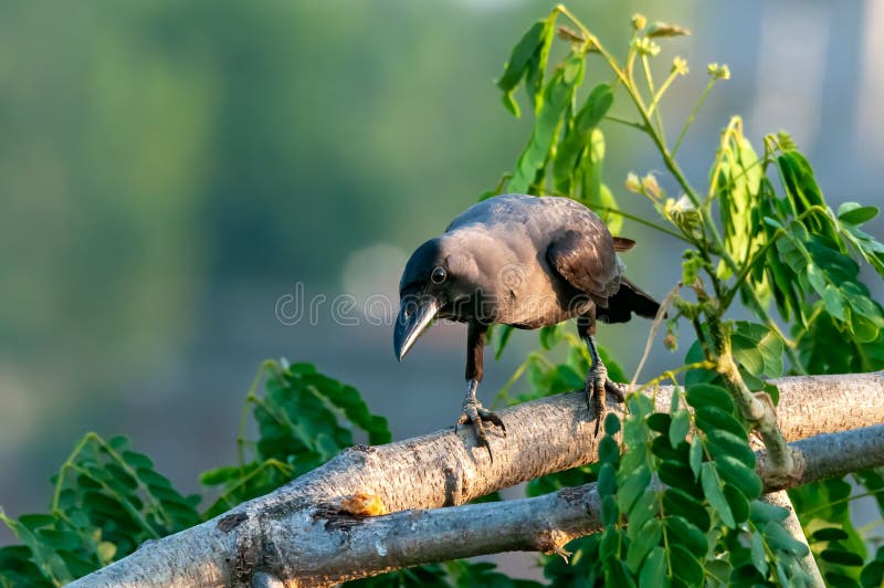 House crow stock image. Image of raven, wildlife, beak - 170357193