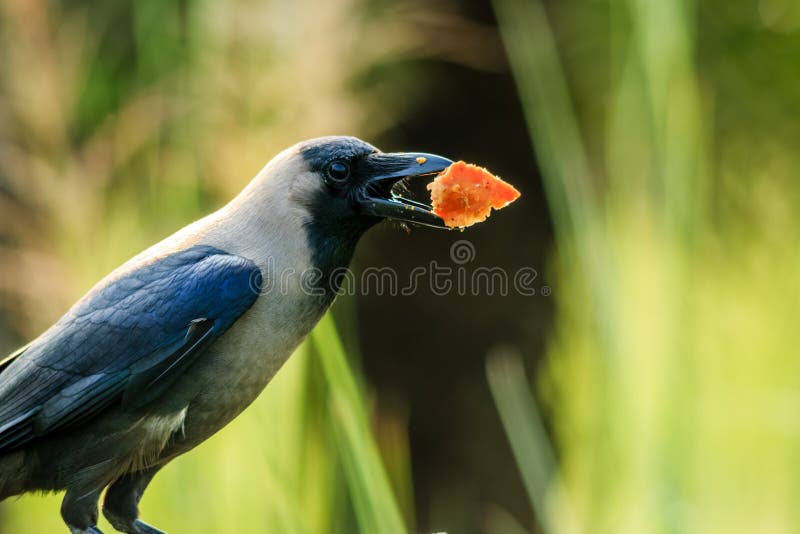 House Crow wiith a Date stock image. Image of beak, common - 254597003