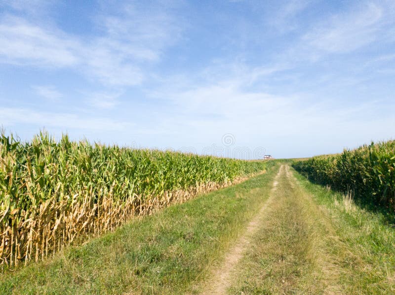 Cornfields in Autumn. stock image. Image of indiana - 111968825