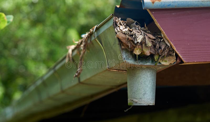 A House Drainage Gutter Blocked by Fallen Leaves. Stock Image - Image ...