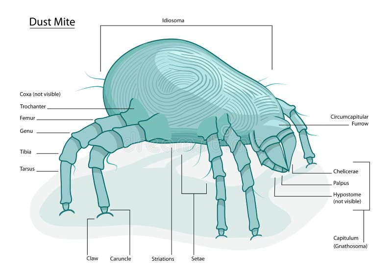 Water Mite Diagram
