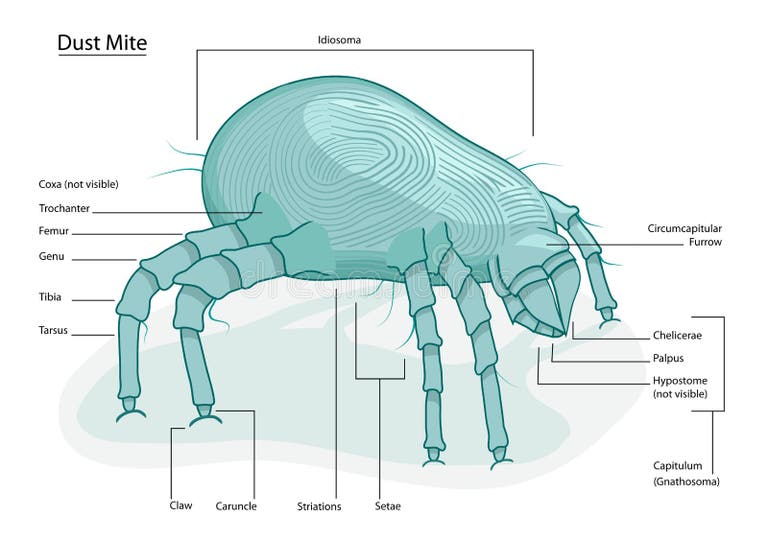 Spider Mite Stock Illustrations – 1,694 Spider Mite Stock Illustrations ...