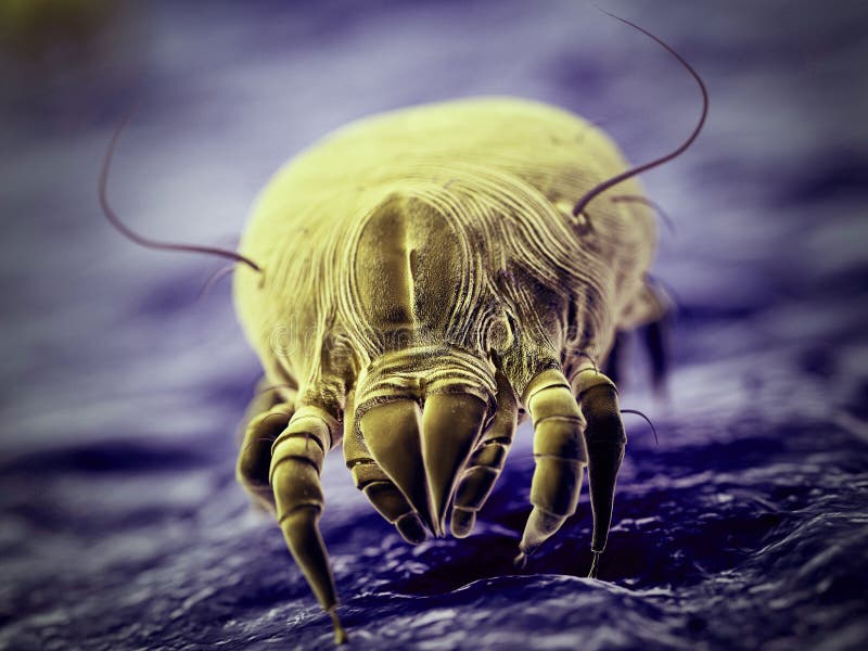 A house dust mite stock illustration. Illustration of eczema - 144927798