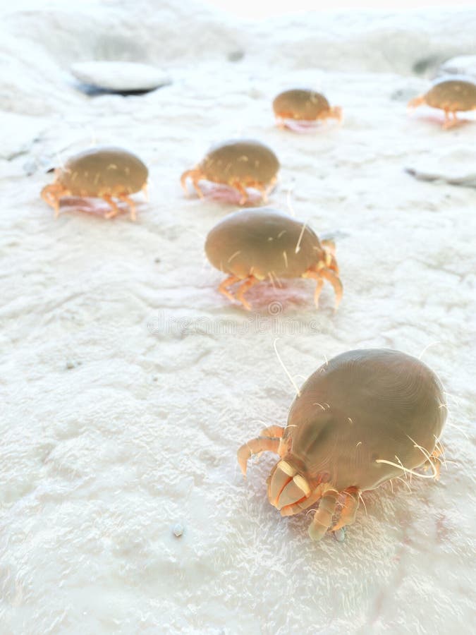 A house dust mite stock illustration. Illustration of house - 145662738