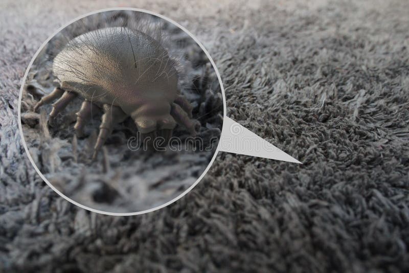 House Dust Mite - 3D Rendering Stock Photo - Image of cleanup, ball ...