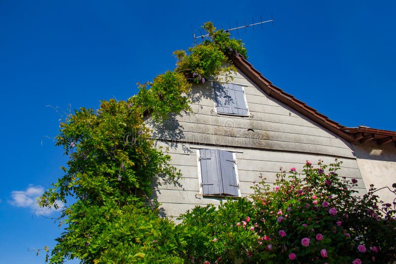 House Facade Overgrown with Plants and Vines with Blue Sky Stock Photo ...