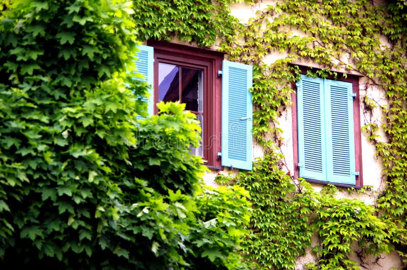 Green Facade with Vine Leaves and 2 Windows with Blue Shutters Stock ...