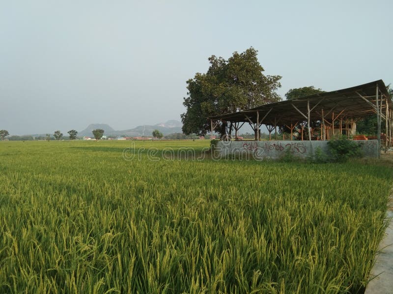 House of Farmer with Rice Field View Stock Photo - Image of house, rice ...
