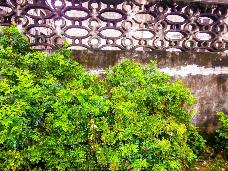 House fence flower pattern stock photo. Image of cabbage - 78528320