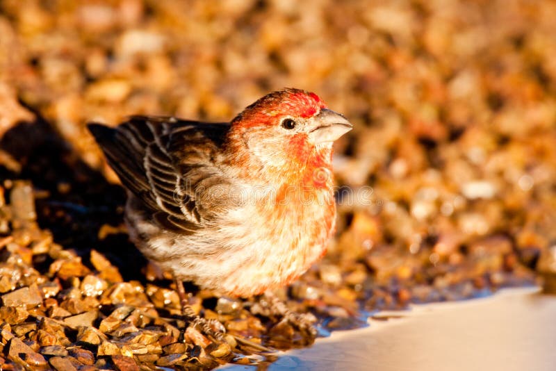 House Finch stock image. Image of male, animal, edge - 19278515