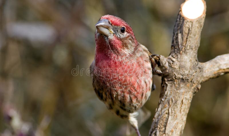 Red-headed finches stock photo. Image of feathers, white - 7769300
