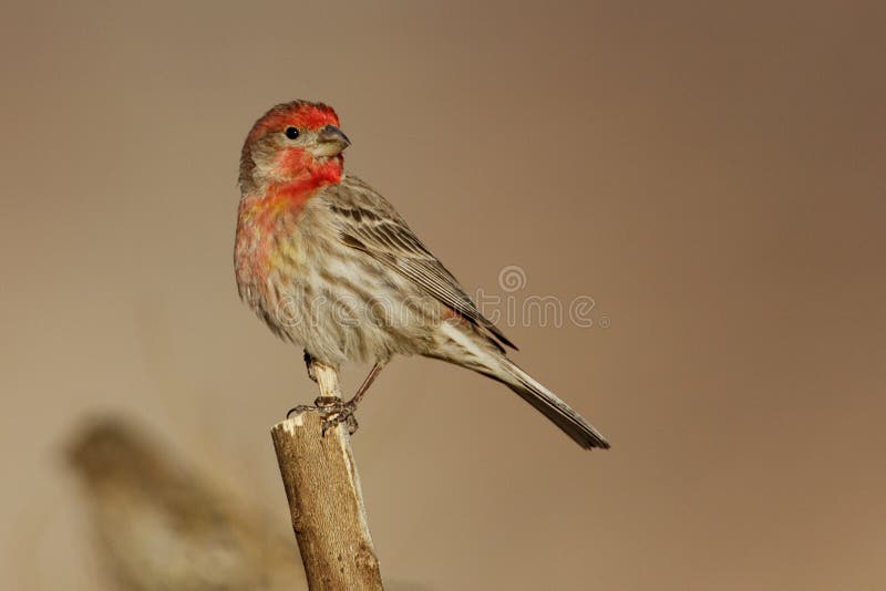 House Finch stock image. Image of alert, feathery, rose - 3960671