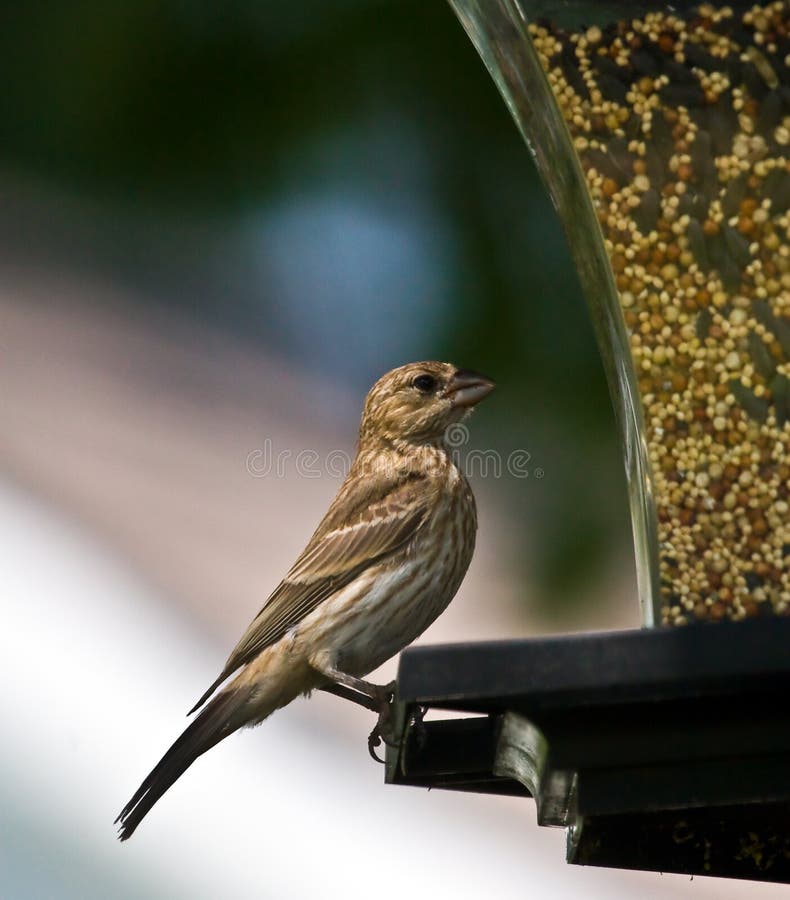House Finch stock image. Image of closeup, outside, native - 5741855