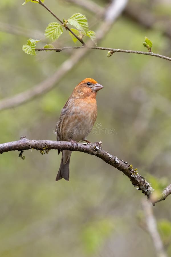 House finch bird stock image. Image of canada, nature - 250039165