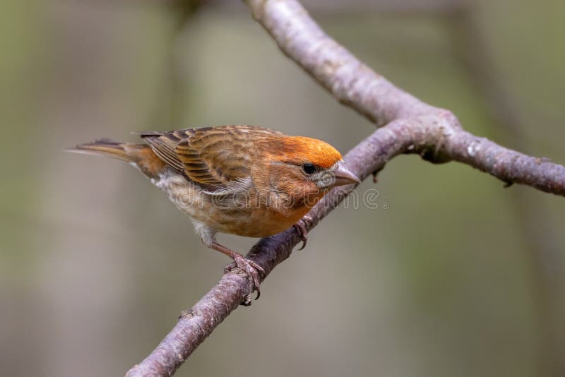 House finch bird stock image. Image of wildlife, yellow - 250039179