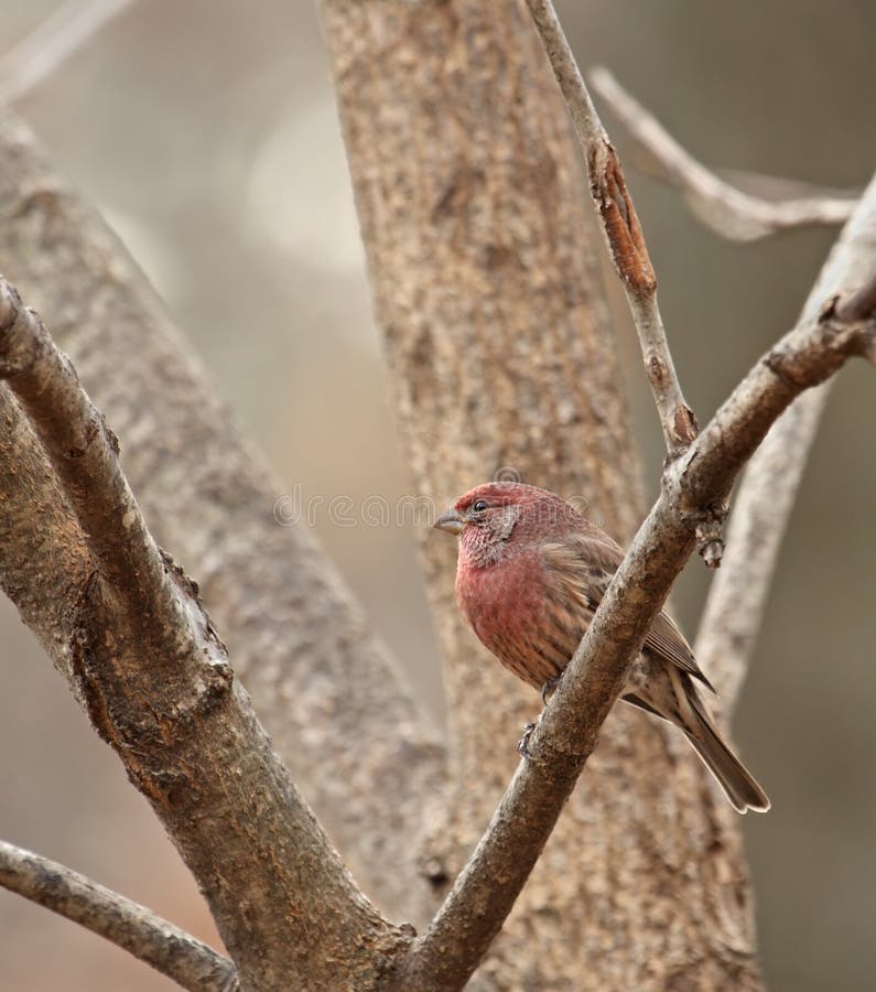House Finch (Carpodacus Mexicanus) Stock Photo - Image of house ...