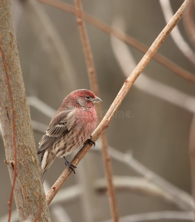 House Finch (Carpodacus Mexicanus) Stock Photo - Image of finch, nature ...