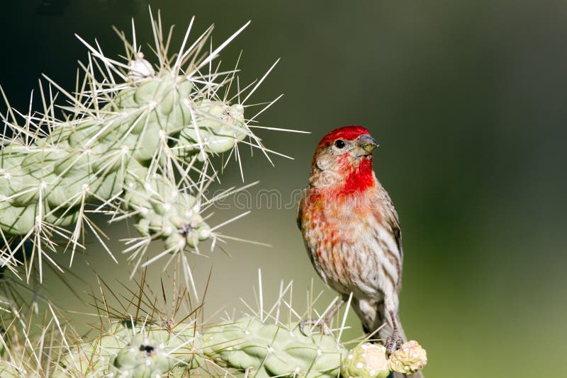 House Finch, Carpodacus Mexicanus Stock Image - Image of perch, water ...