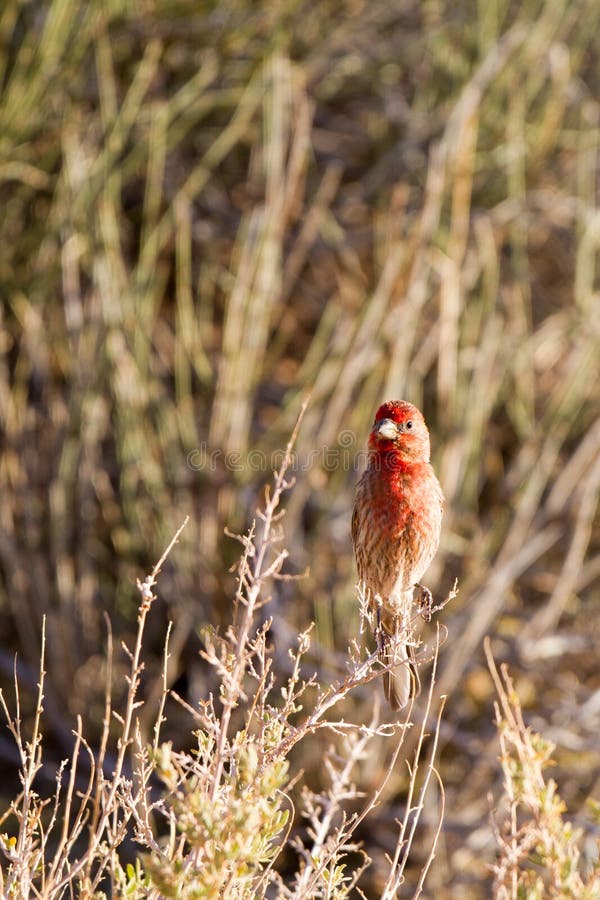 House Finch, Carpodacus Mexicanus Stock Image - Image of perch, water ...