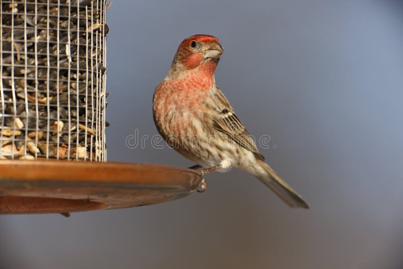 House Finch (Carpodacus Mexicanus Frontalis) Stock Image - Image of ...