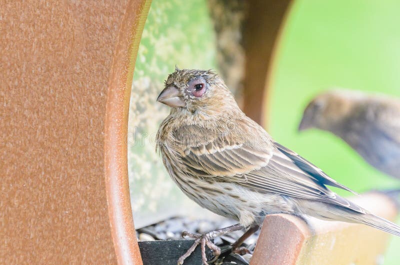 Conjunctivitis Bird Stock Photos - Free & Royalty-Free Stock Photos ...