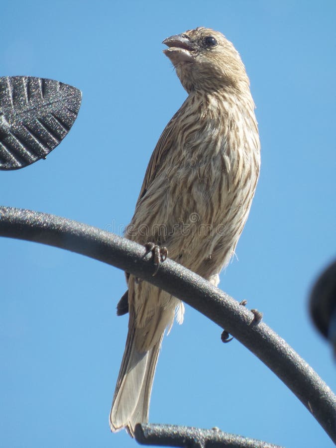 House Finch stock image. Image of finch, female, birds - 57410777