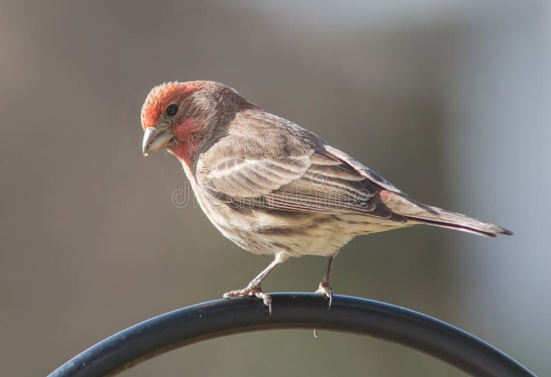 House Finch stock photo. Image of states, mexicanus - 107080510