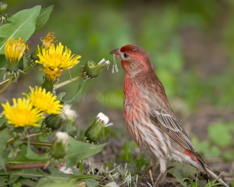 13+ Red male house finch Free Stock Photos - StockFreeImages