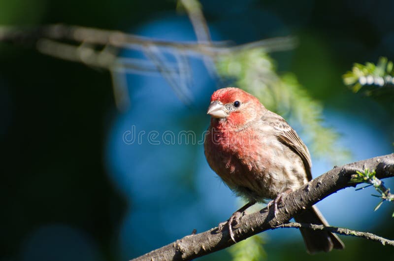 House Finch Perched in a Tree Stock Image - Image of america, resting ...