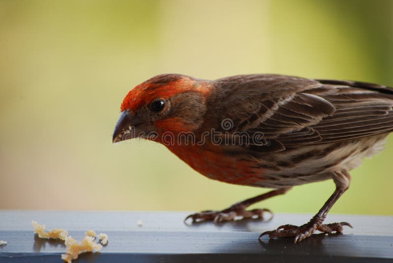 True Finch (Fringillidae) Bird Stock Image - Image of bird, leaves ...