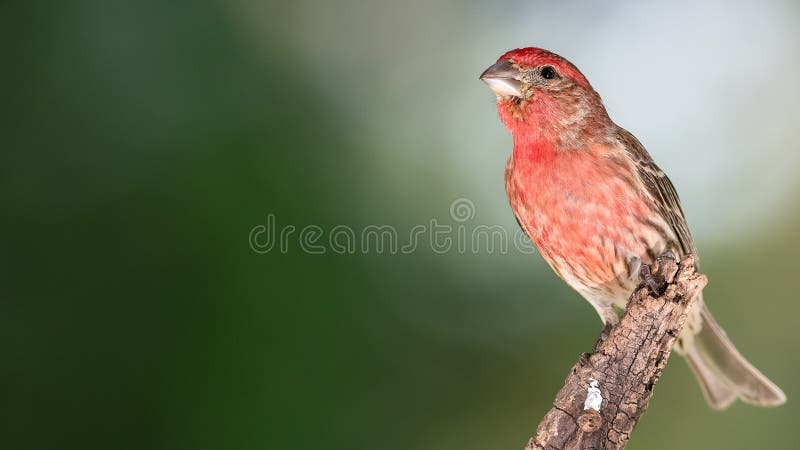 House Finch Resting on the Branch of a Tree Stock Image - Image of ...