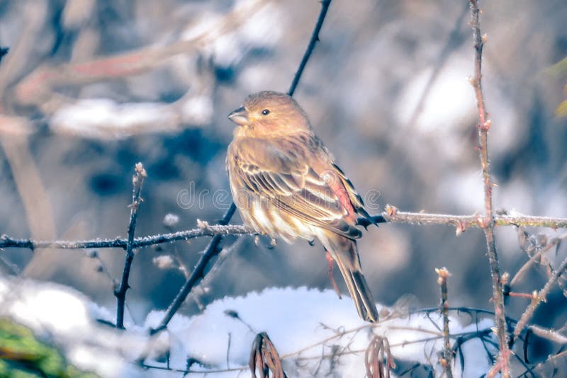 House Finch Tiny Bird Perched on a Tree Stock Photo - Image of songbird ...