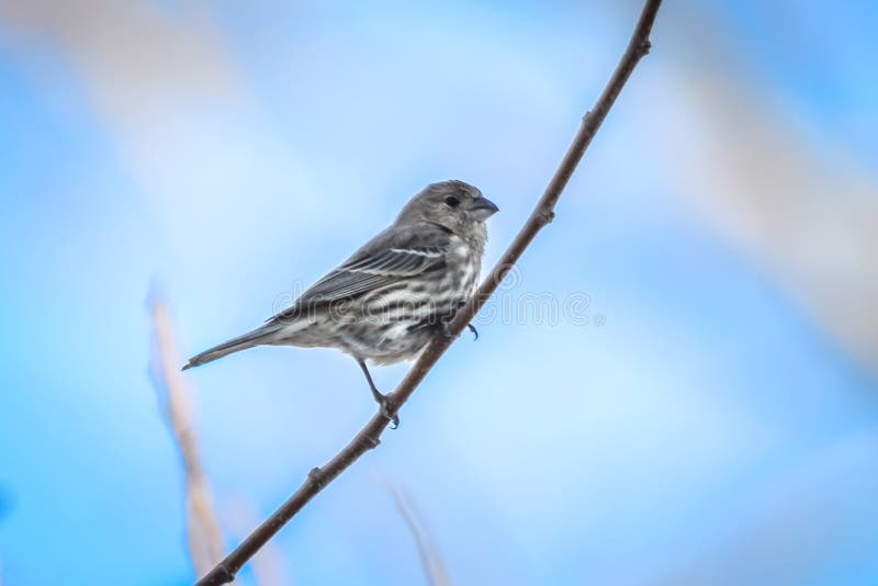 House Finch Tiny Bird Perched on a Tree Stock Photo - Image of bird ...